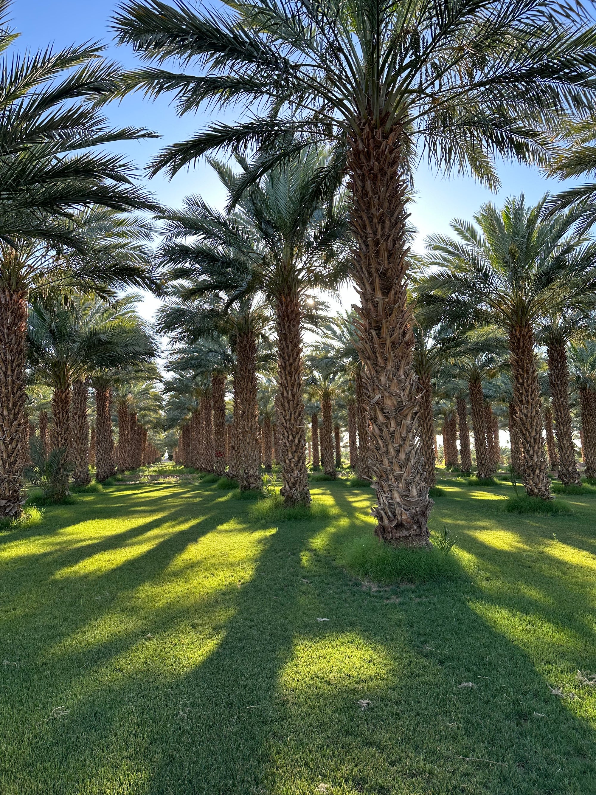 Arizona Date Company - Organic Medjool Dates