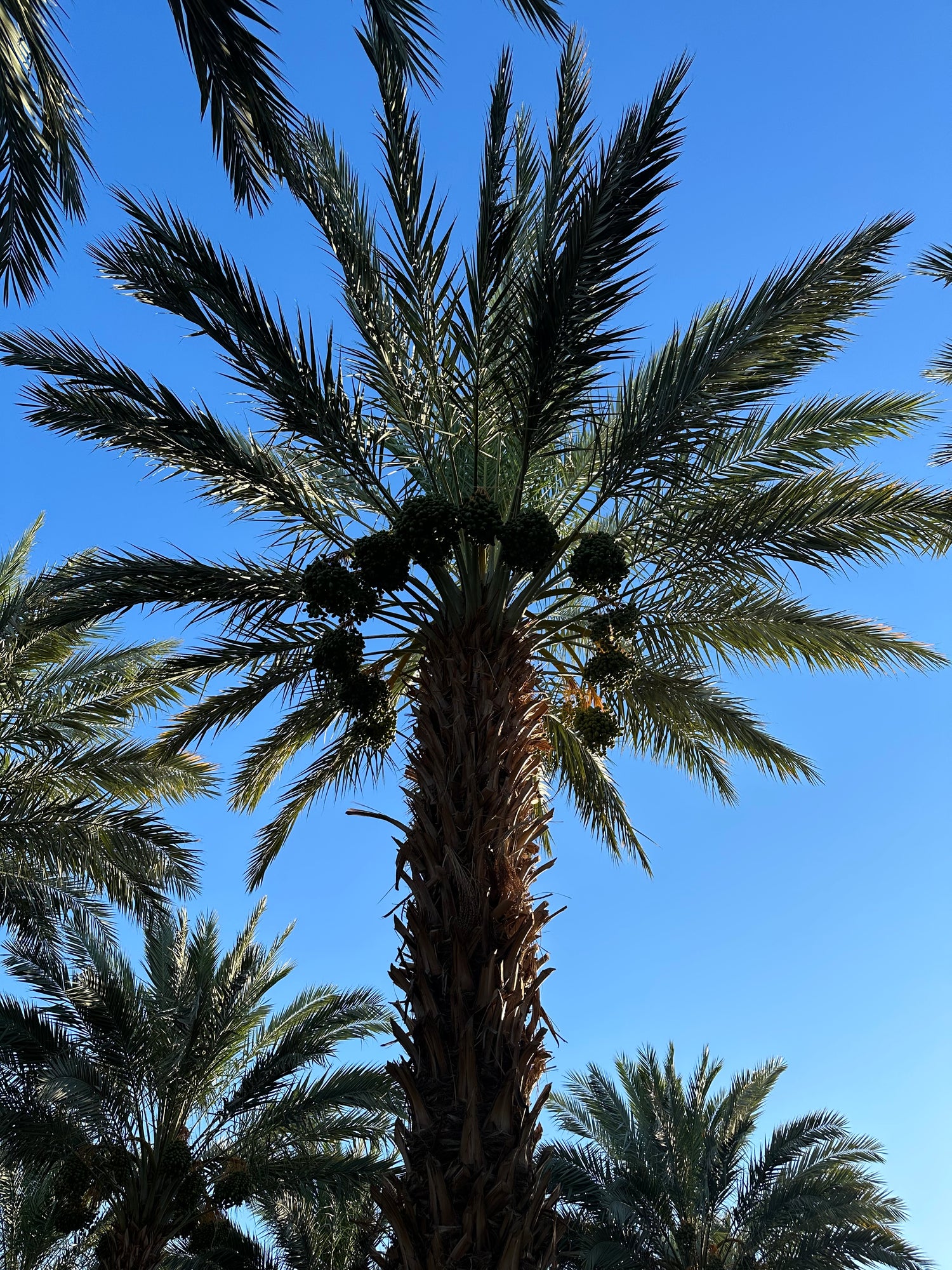 About Us-Medjool Dates from Our Trees to Your Table – Arizona Date Company