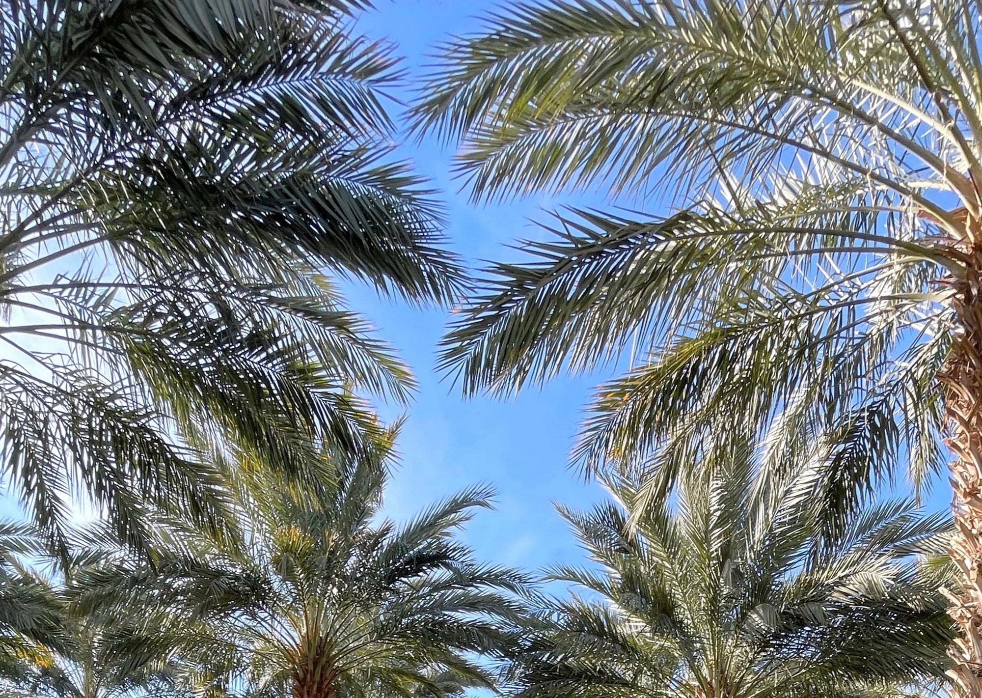 Arizona Date Company - Organic Medjool Dates