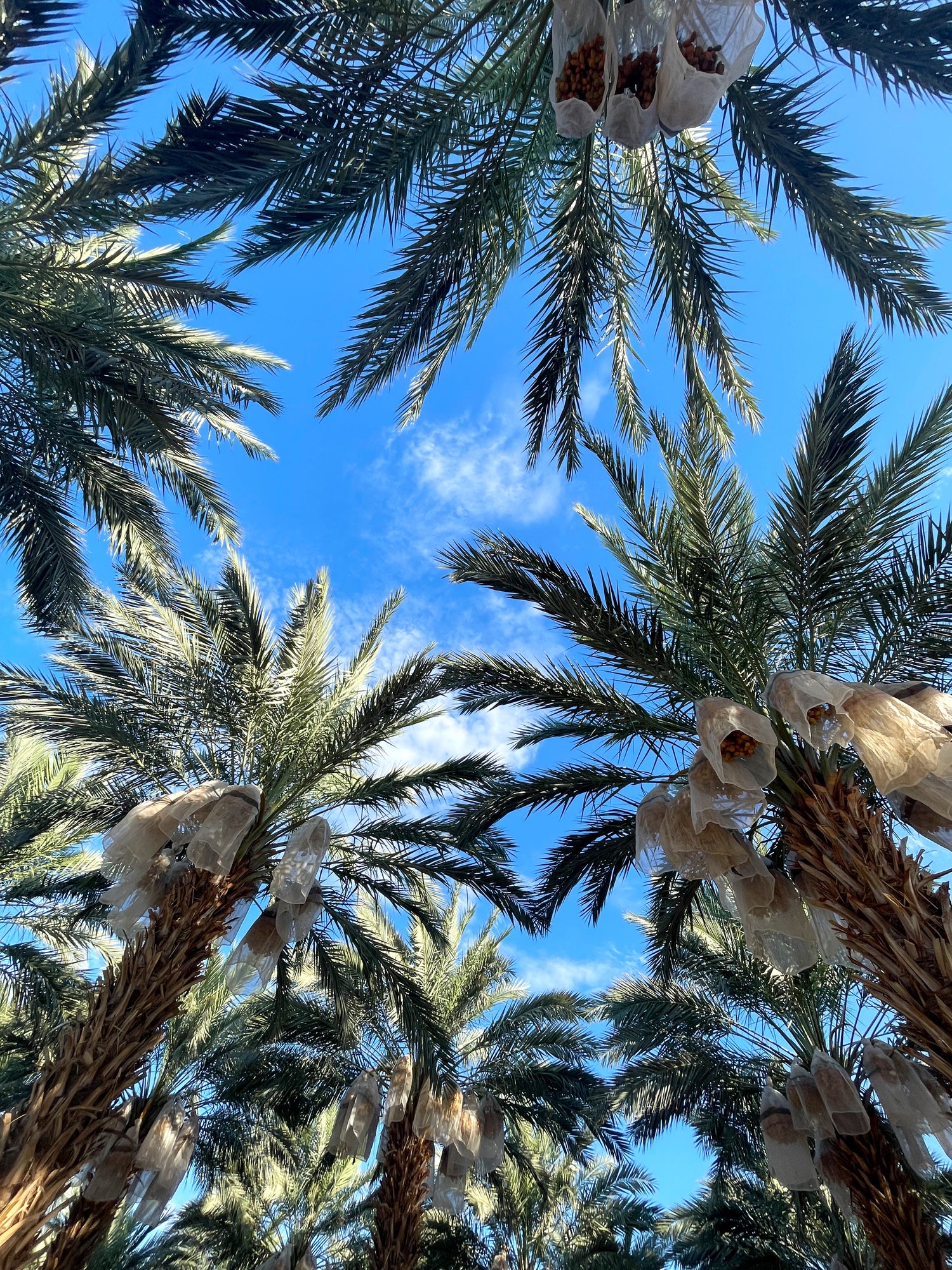 Arizona Date Company - Organic Medjool Dates